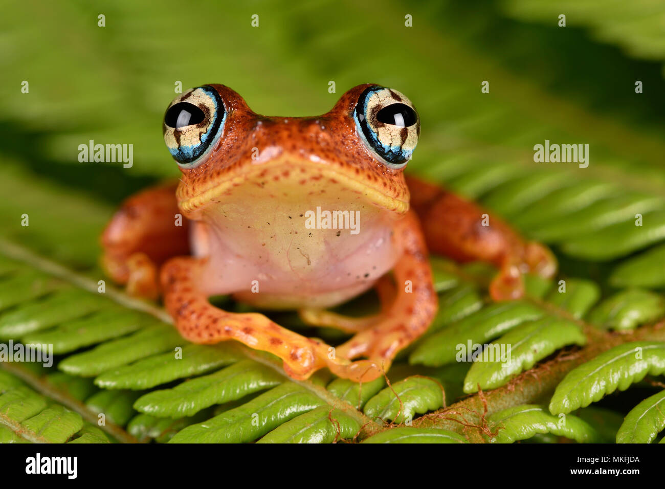 Fiery Bright-eyed Frog (Boophis pyrrhus), Andasibe, Perinet, Region ...
