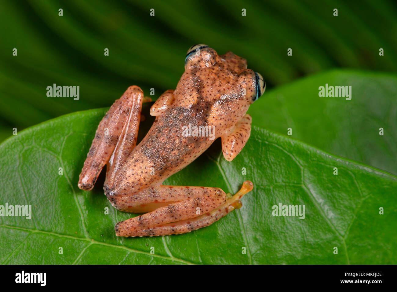 Top View Frog High Resolution Stock Photography and Images - Alamy