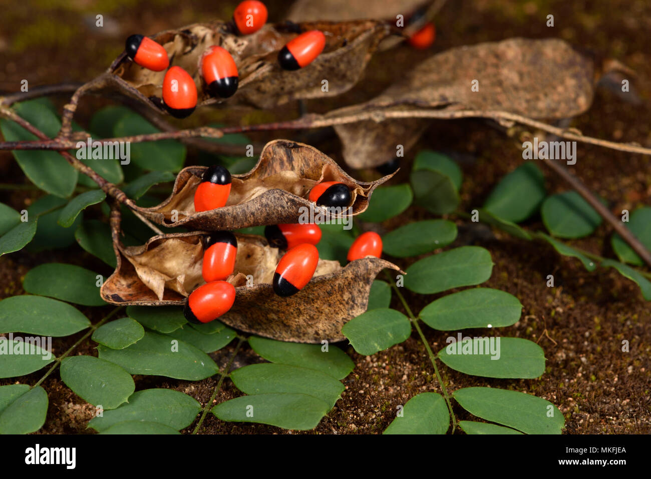 Abrus precatorius High Resolution Stock Photography and Images - Alamy