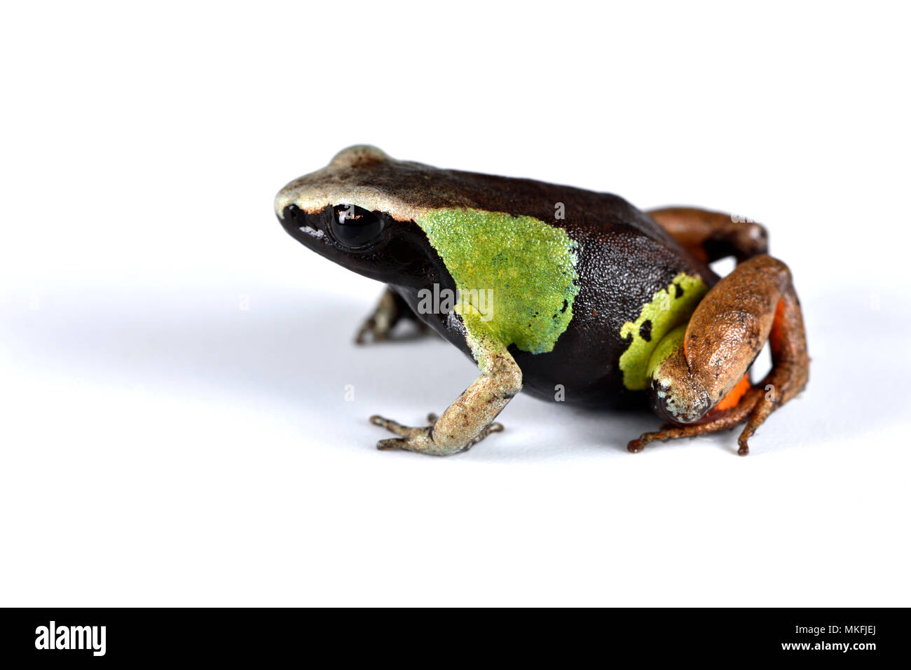 Beautiful Mantella or Parker's Mantella (Mantella pulchra) on white ...