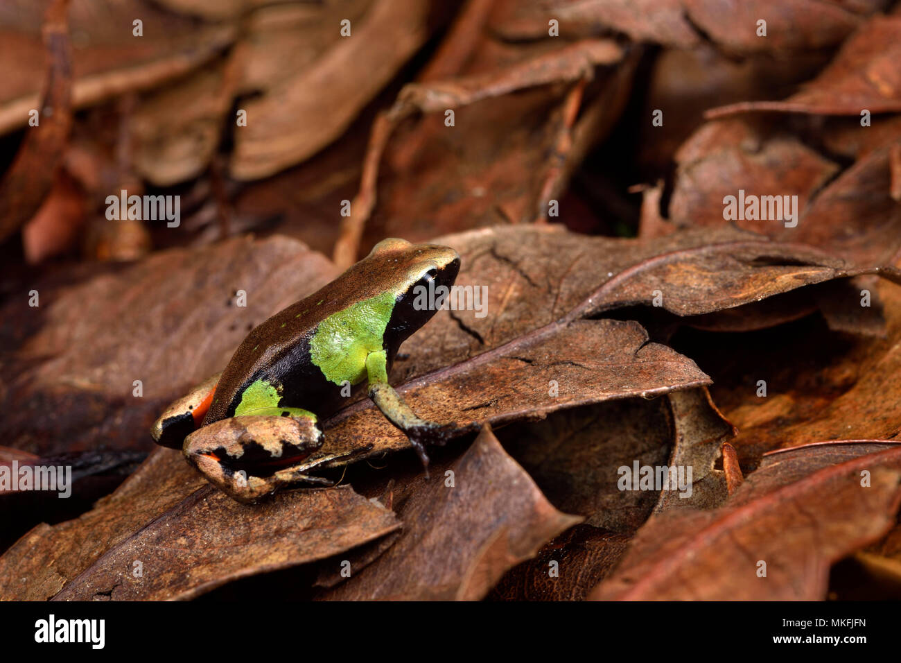 Beautiful Mantella or Parker's Mantella (Mantella pulchra), Andasibe ...