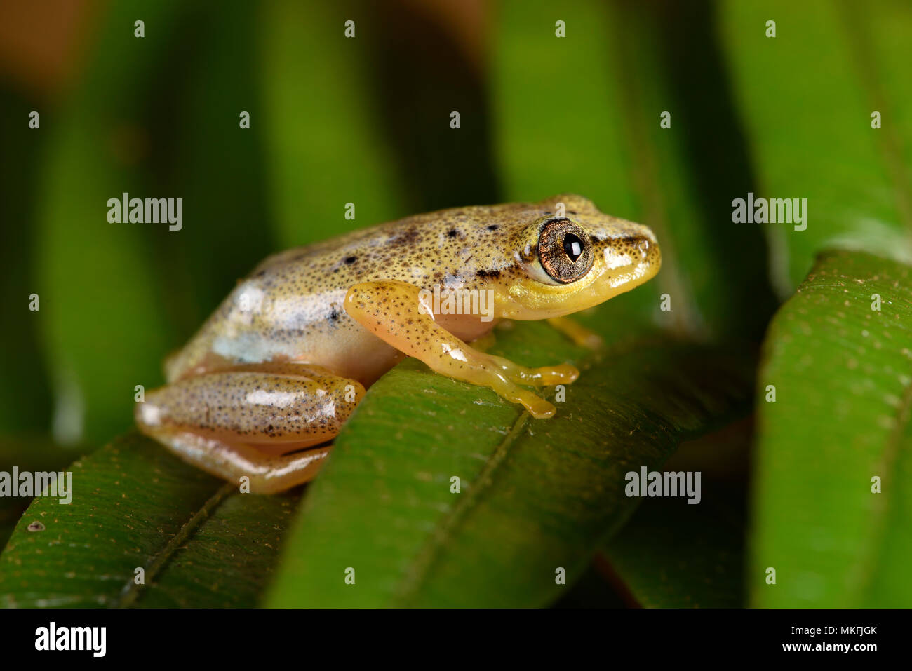Spotted Madagascar Reed Frog (Heterixalus punctatus) with its daytime ...