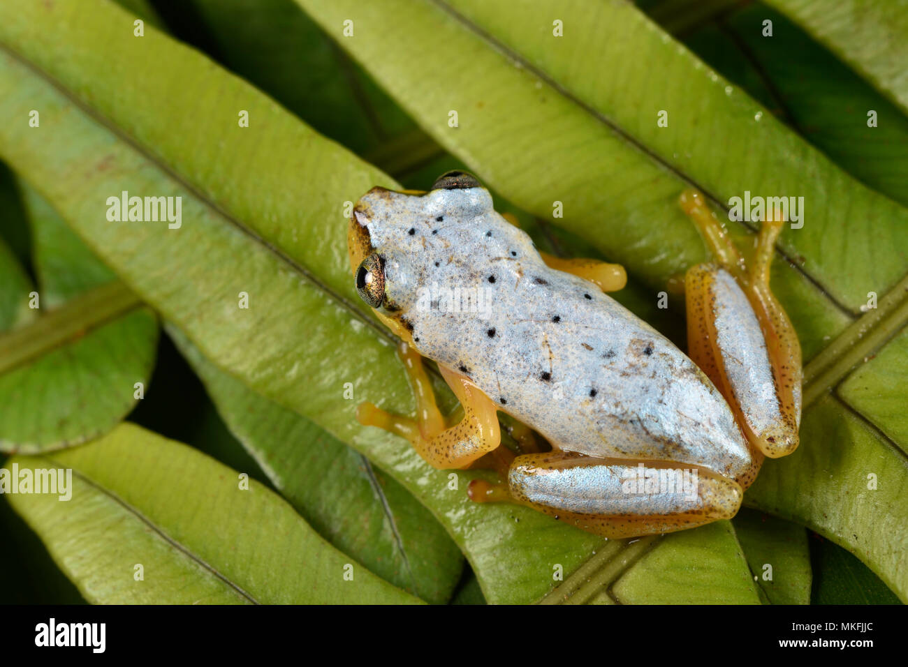 Spotted Madagascar Reed Frog (Heterixalus punctatus) with its daytime ...