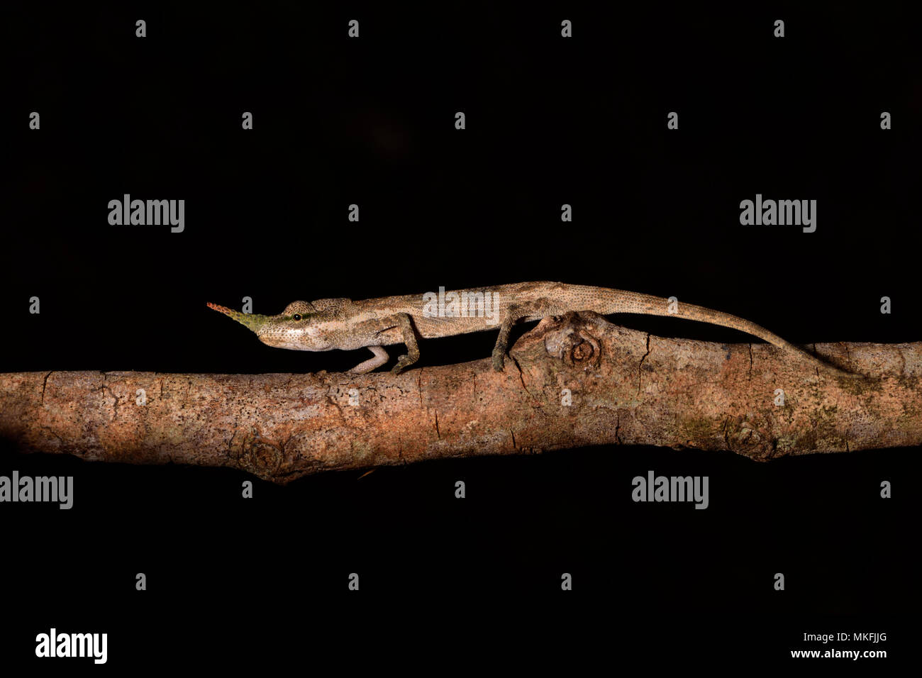 Lance-nosed chameleon (Calumma gallus) male on a branch, Andasibe ...