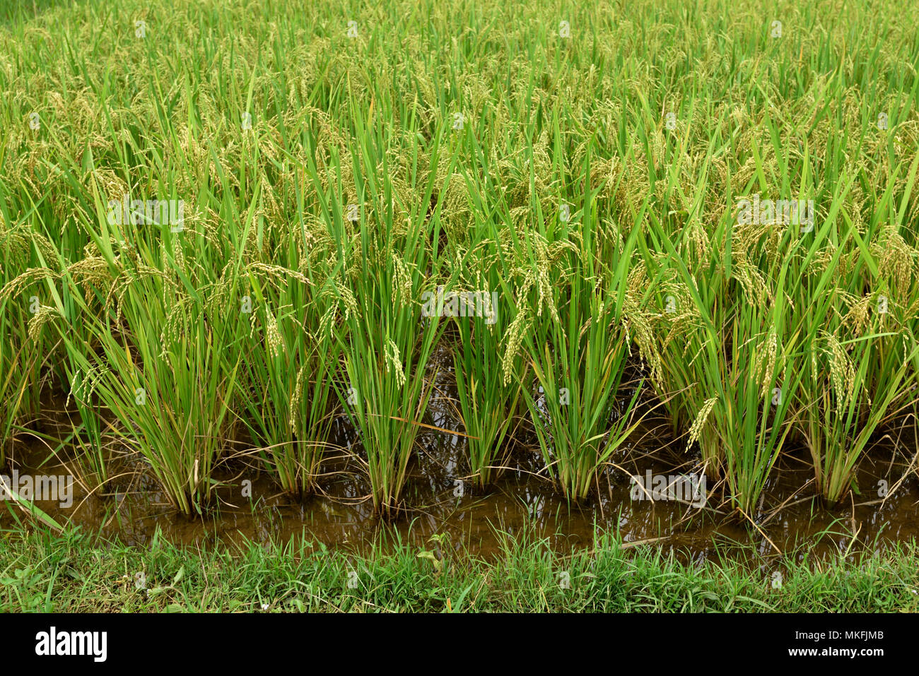 Oryza sativa hi-res stock photography and images - Alamy