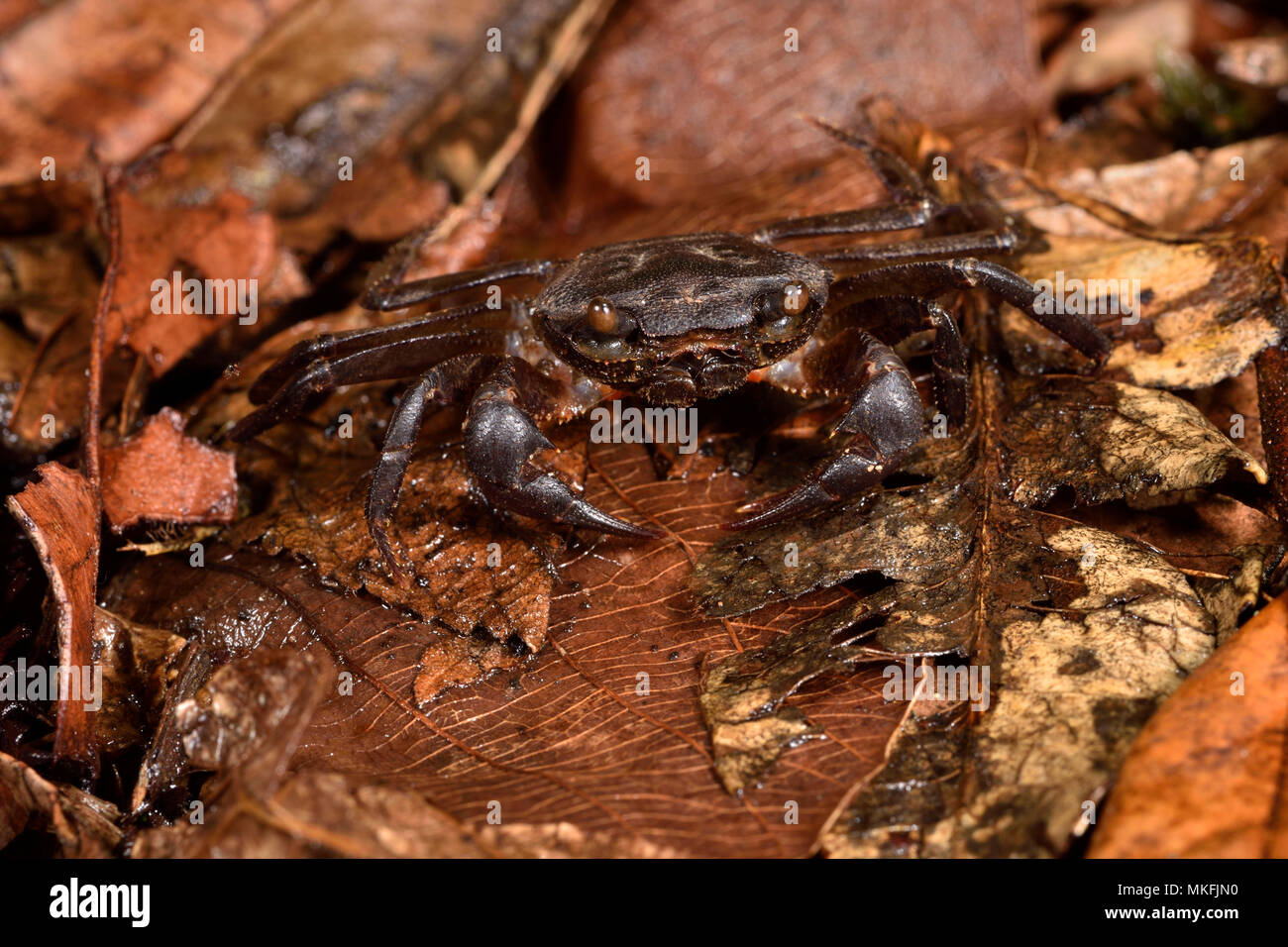 Juvenile freshwater crab (Hydrothelphusa agilis) on the forest edge of ...