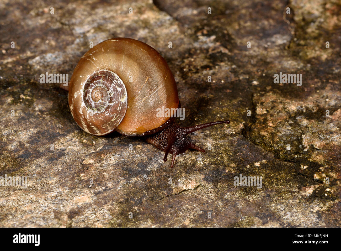 Snail (Helix covani), Andasibe, Perinet, Alaotra-Mangoro Region ...
