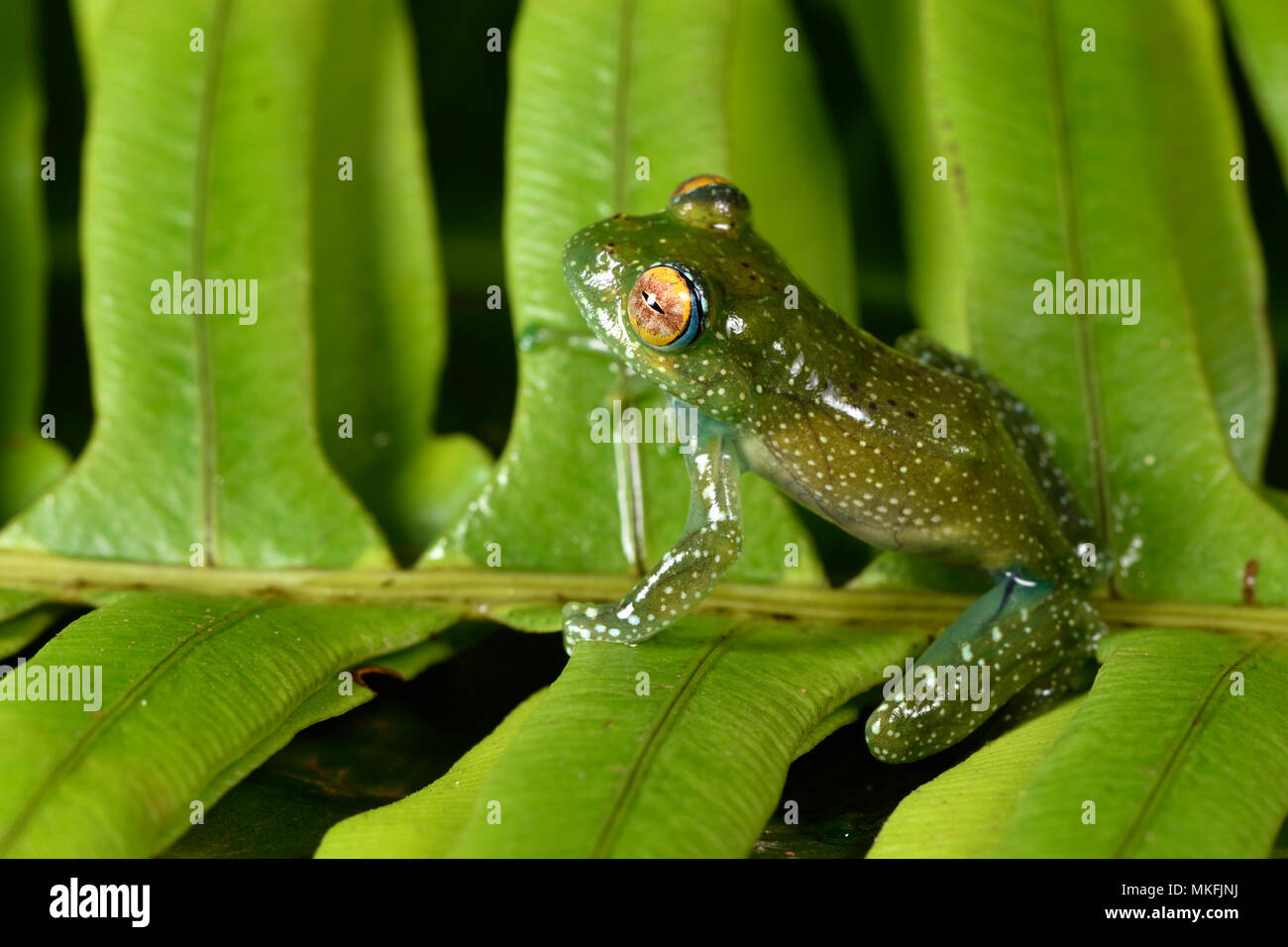 Leopard tree frog (Boophis sibilans), Andasibe, Perinet, Region Alaotra ...