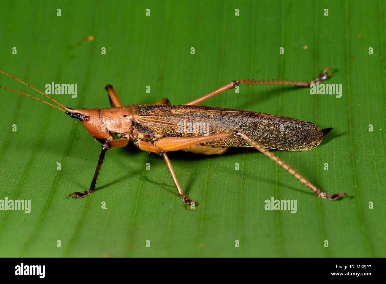 Large grasshopper (Orthoptera sp), Andasibe, Perinet, Alaotra-Mangoro ...