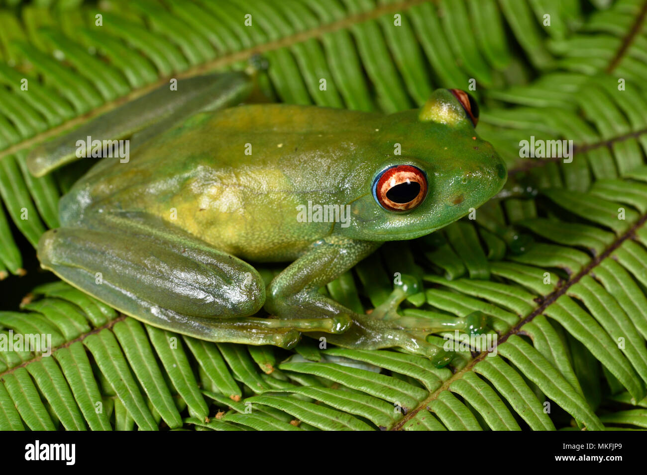 Red Eyed Tree Frog Eggs High Resolution Stock Photography and Images ...