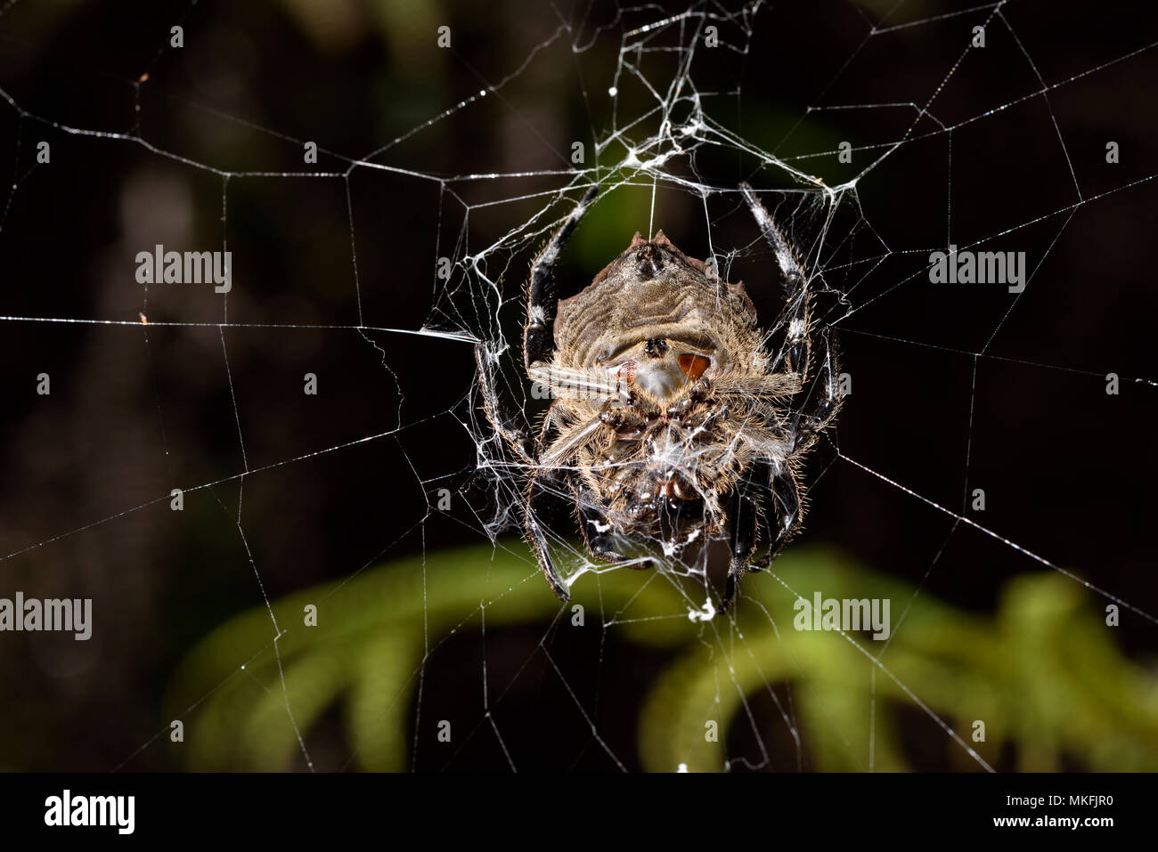 Araneidae caerostris hi-res stock photography and images - Alamy