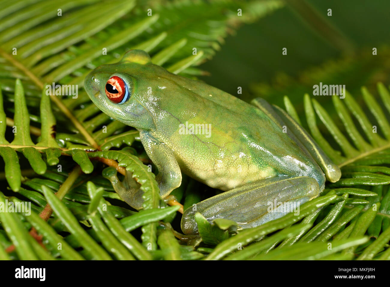 Ankafana Bright-eyed Frog (Boophis luteus) pregnant female, vision of ...