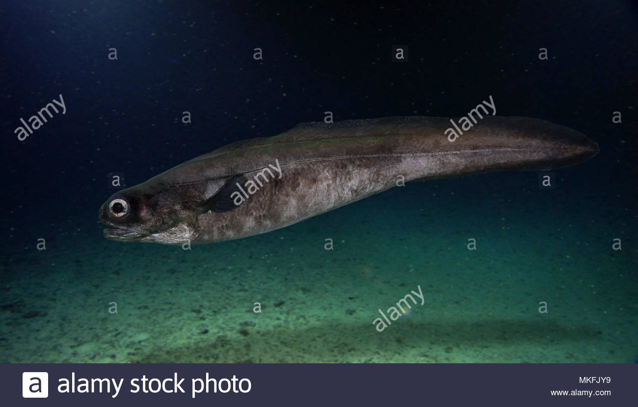 Gulf Of Guinea Stock Photos & Gulf Of Guinea Stock Images - Alamy