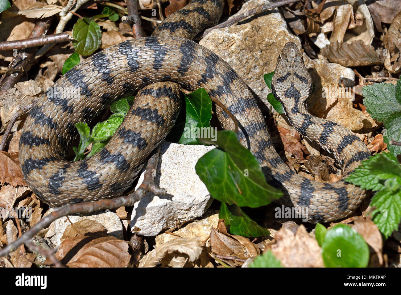 Venomous snake in france hi-res stock photography and images - Alamy