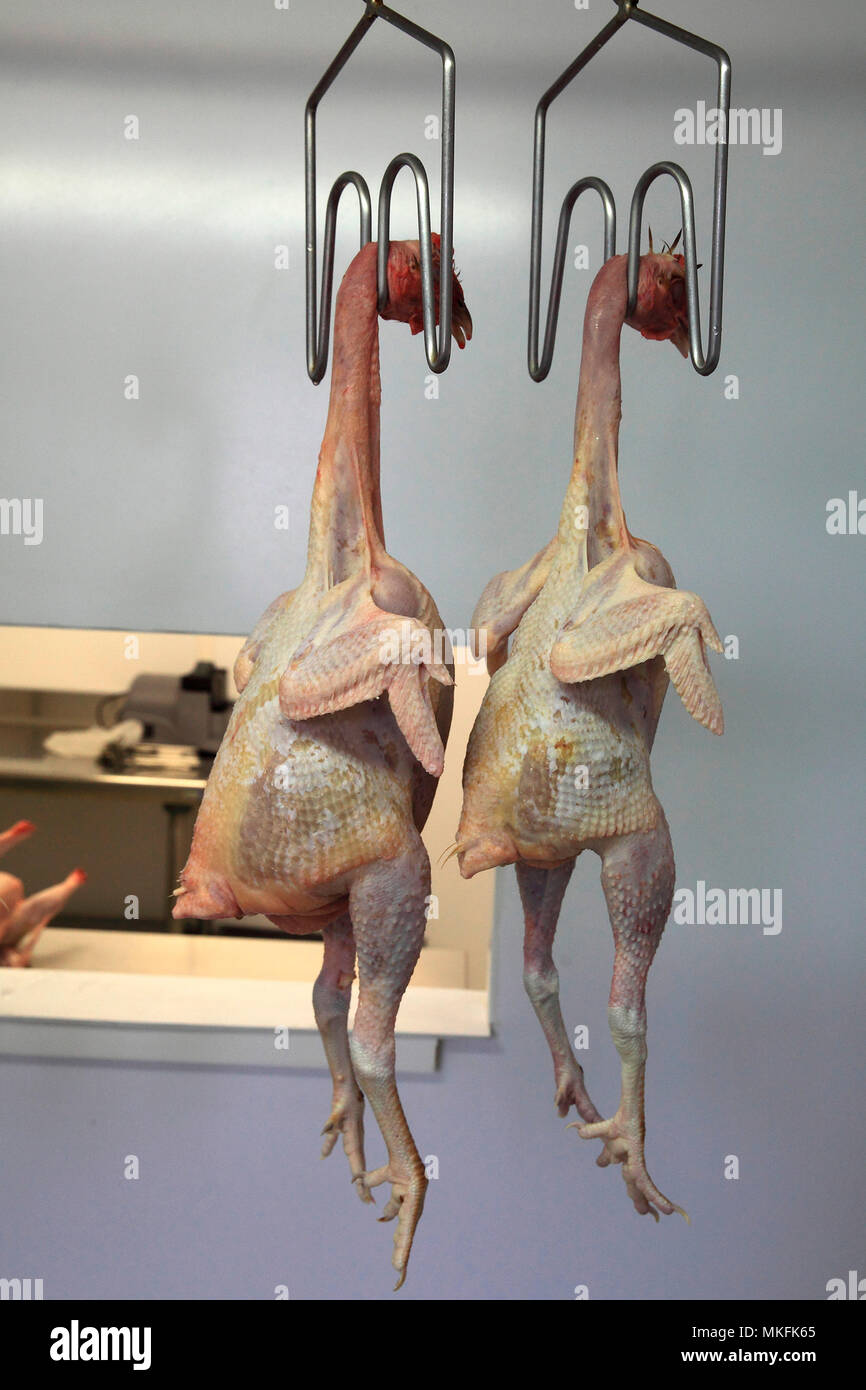 Organic chickens hanging after slaughter, Provence, France Stock Photo ...