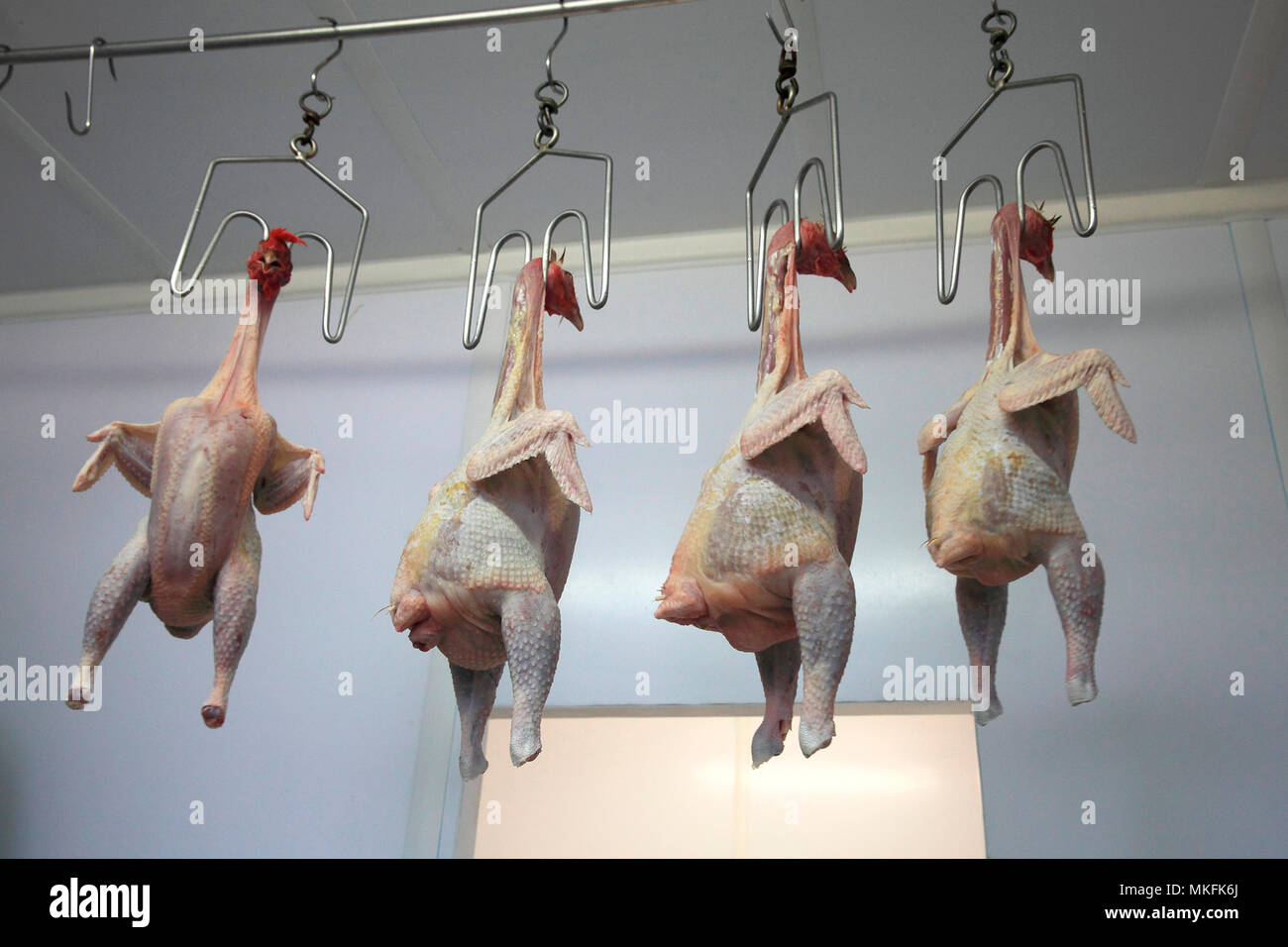 Organic chickens hanging after slaughter, Provence, France Stock Photo ...