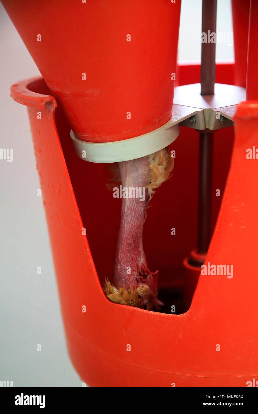 Organic chicken hanging in a funnel to recover blood after slaughter ...