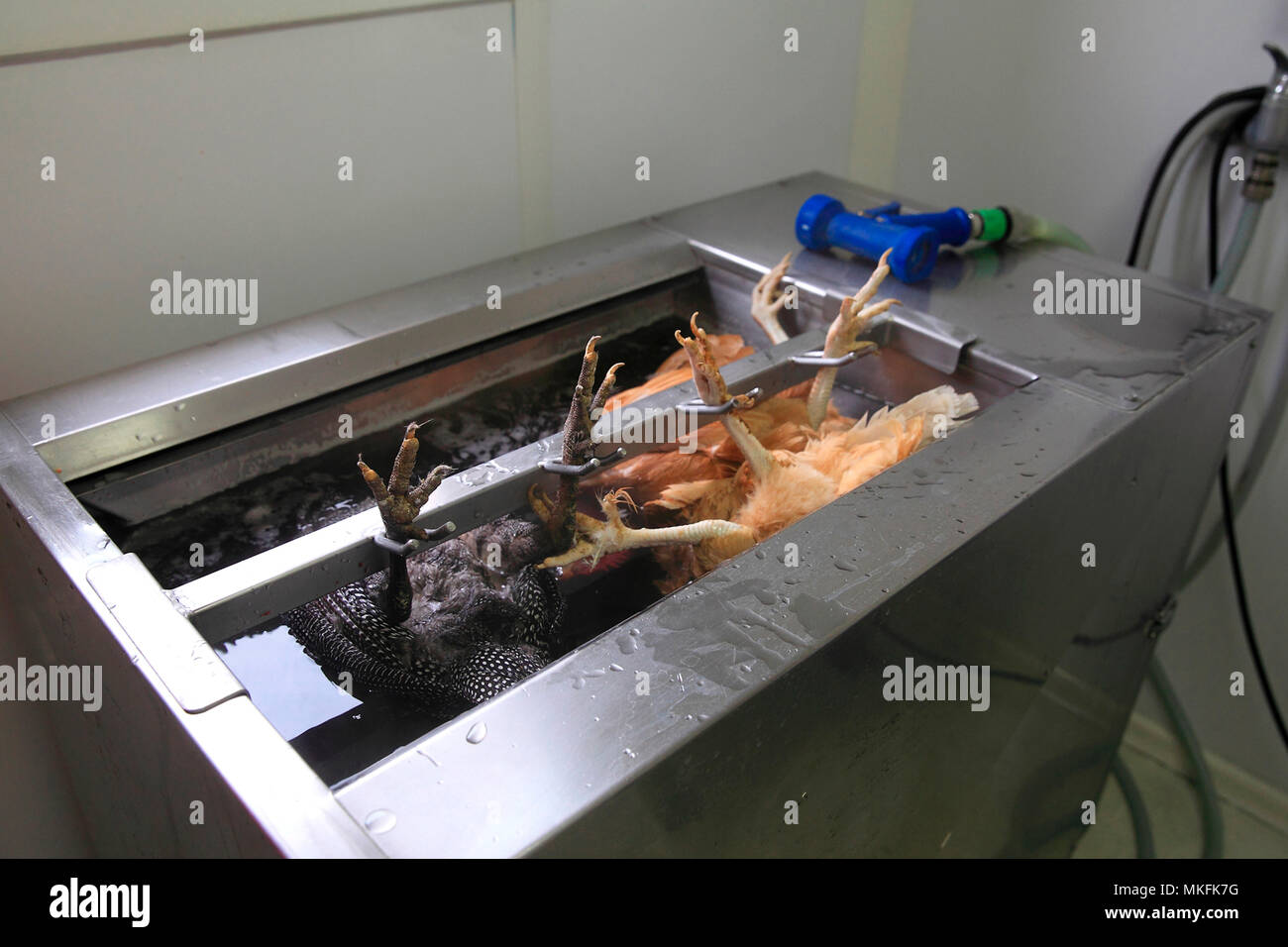 Organic poultry washing after slaughter, Provence, France Stock Photo ...