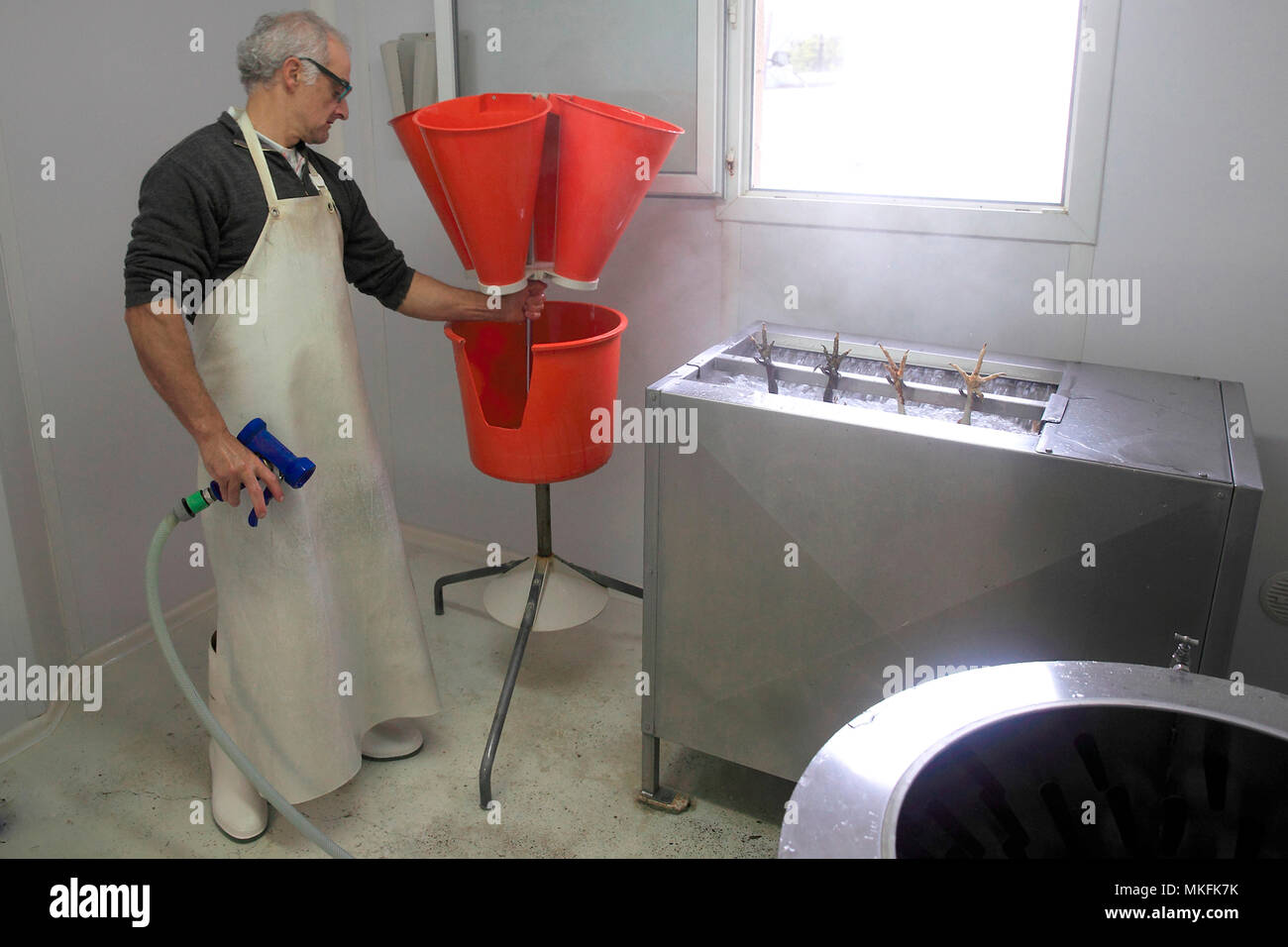 Man in his organic poultry slaughterhouse, Provence, France Stock Photo ...