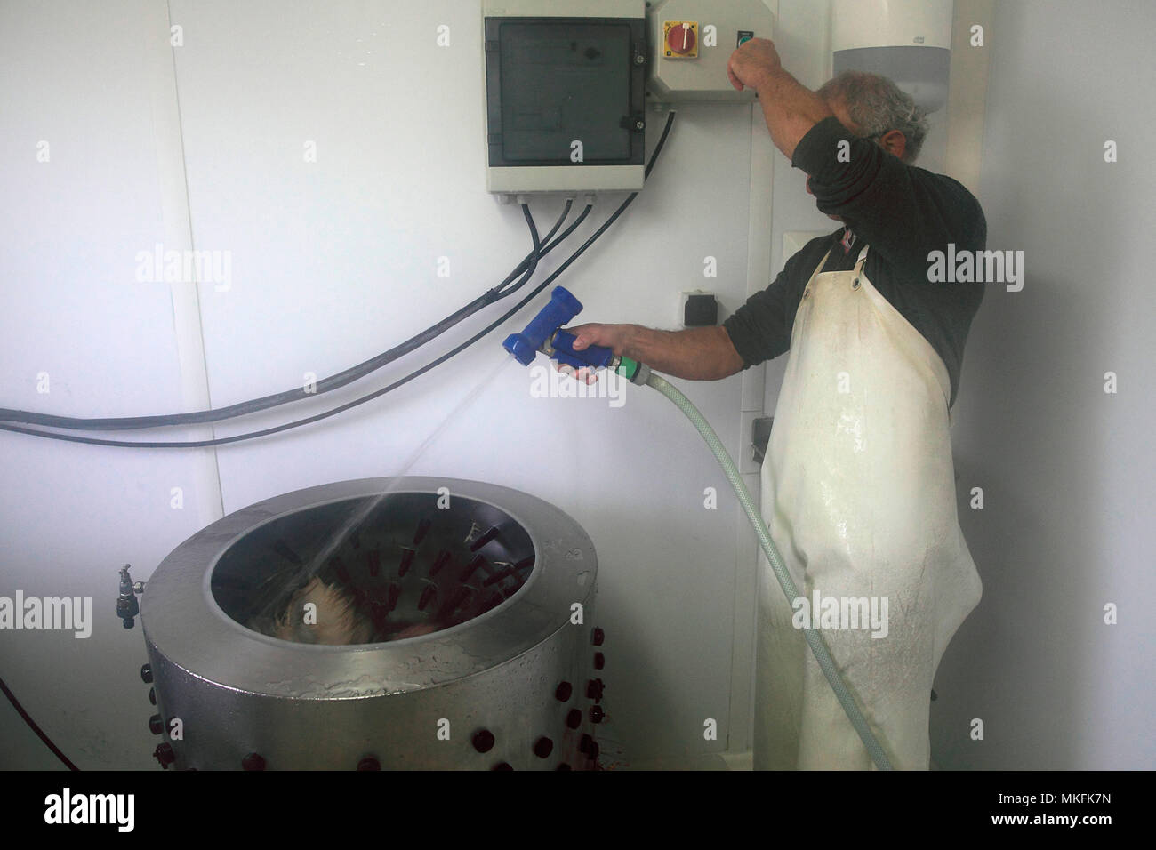 Man cleaning organic poultry after slaughter, Provence, France Stock ...