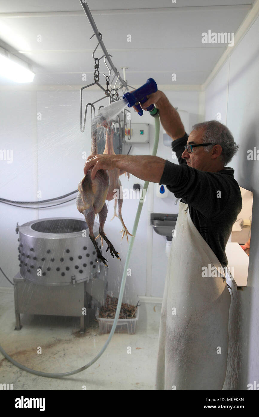 Man cleaning organic poultry after slaughter, Provence, France Stock ...