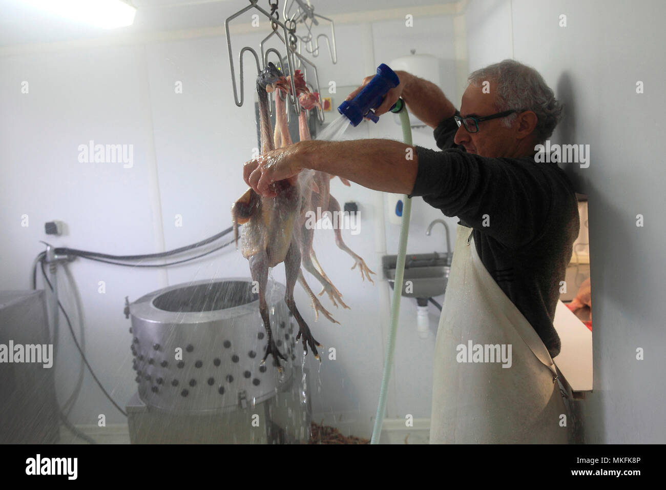 Man cleaning organic poultry after slaughter, Provence, France Stock ...
