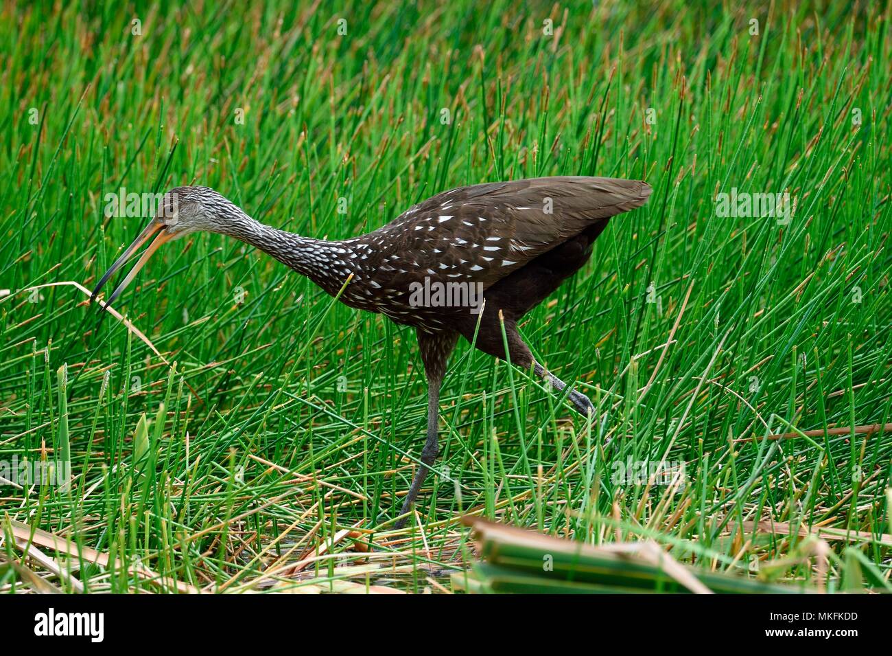 Limpkin (Aramus guarauna) in Rush, Yucatan Peninsula, Mexico Stock ...
