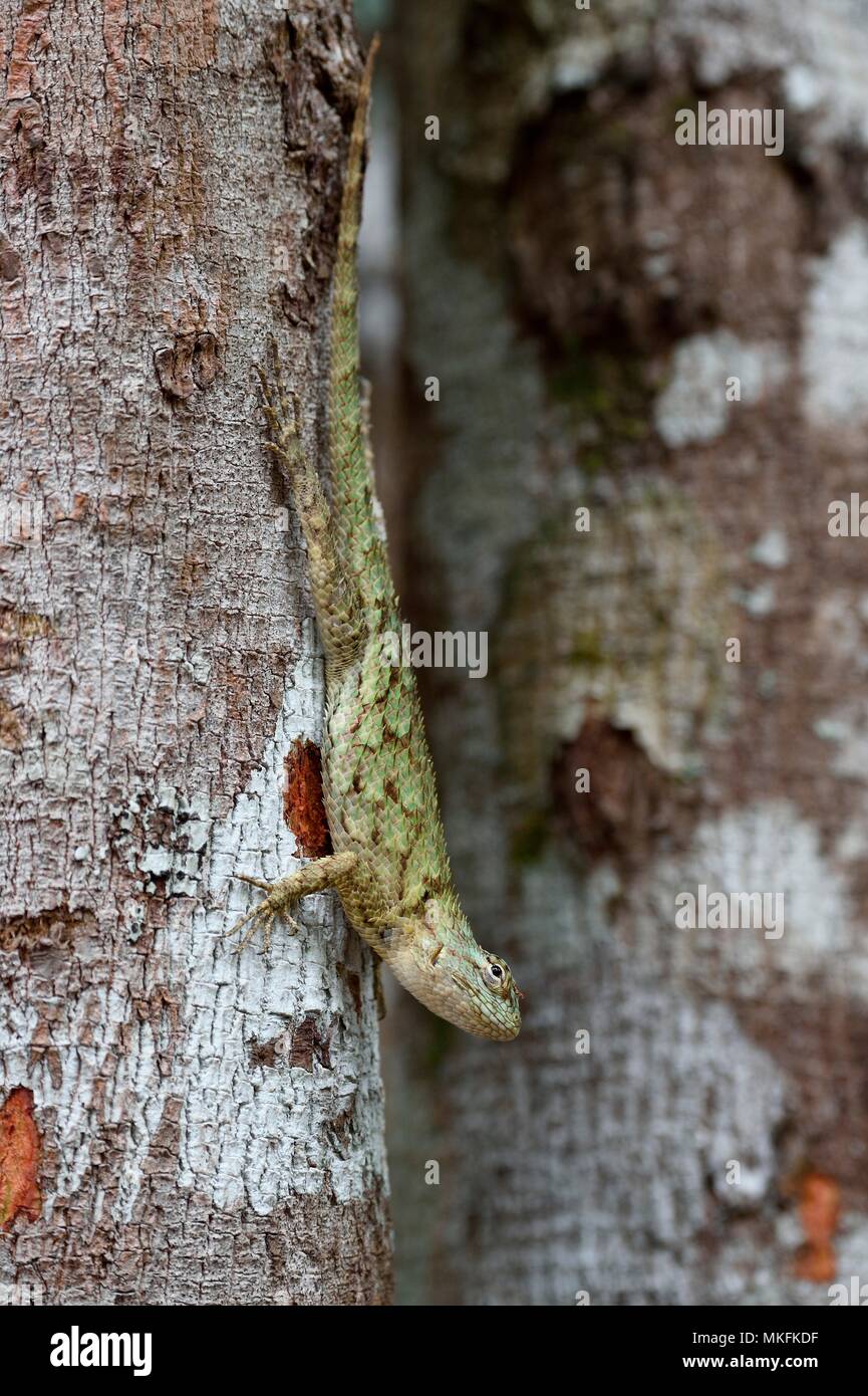 Green Spiny Lizard (Sceloporus malachiticus) on a tree trunk, Yucatan ...