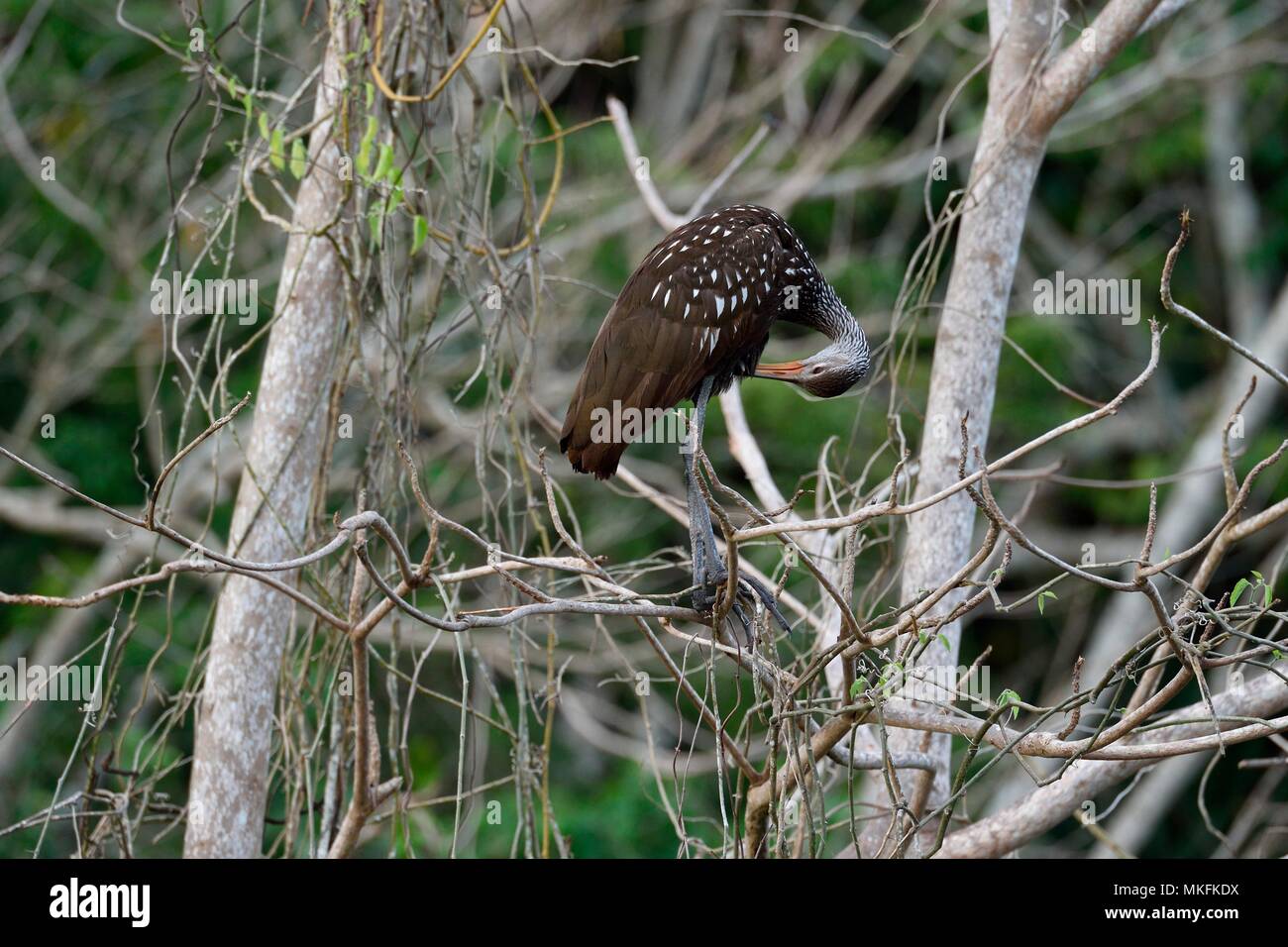 Limpkins aramidae hi-res stock photography and images - Alamy