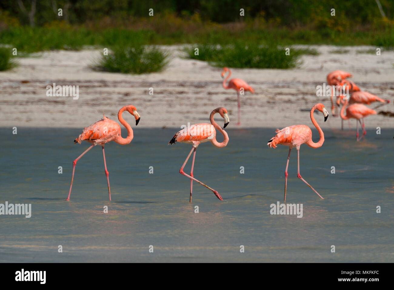 American Flamingo (Phoenicopterus ruber ruber) on the shore, Caribbean ...