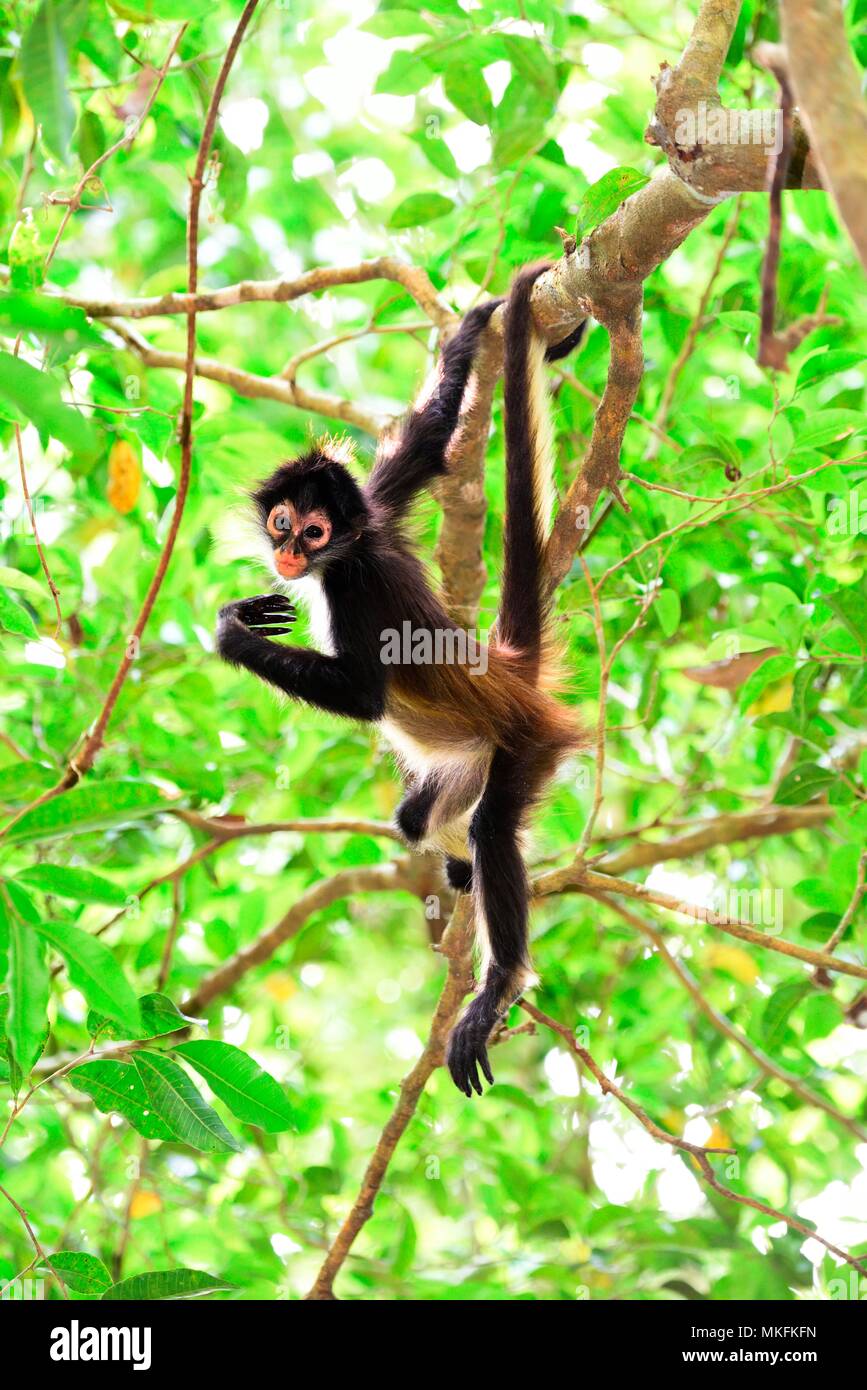 Yucatan spider monkey hi-res stock photography and images - Alamy
