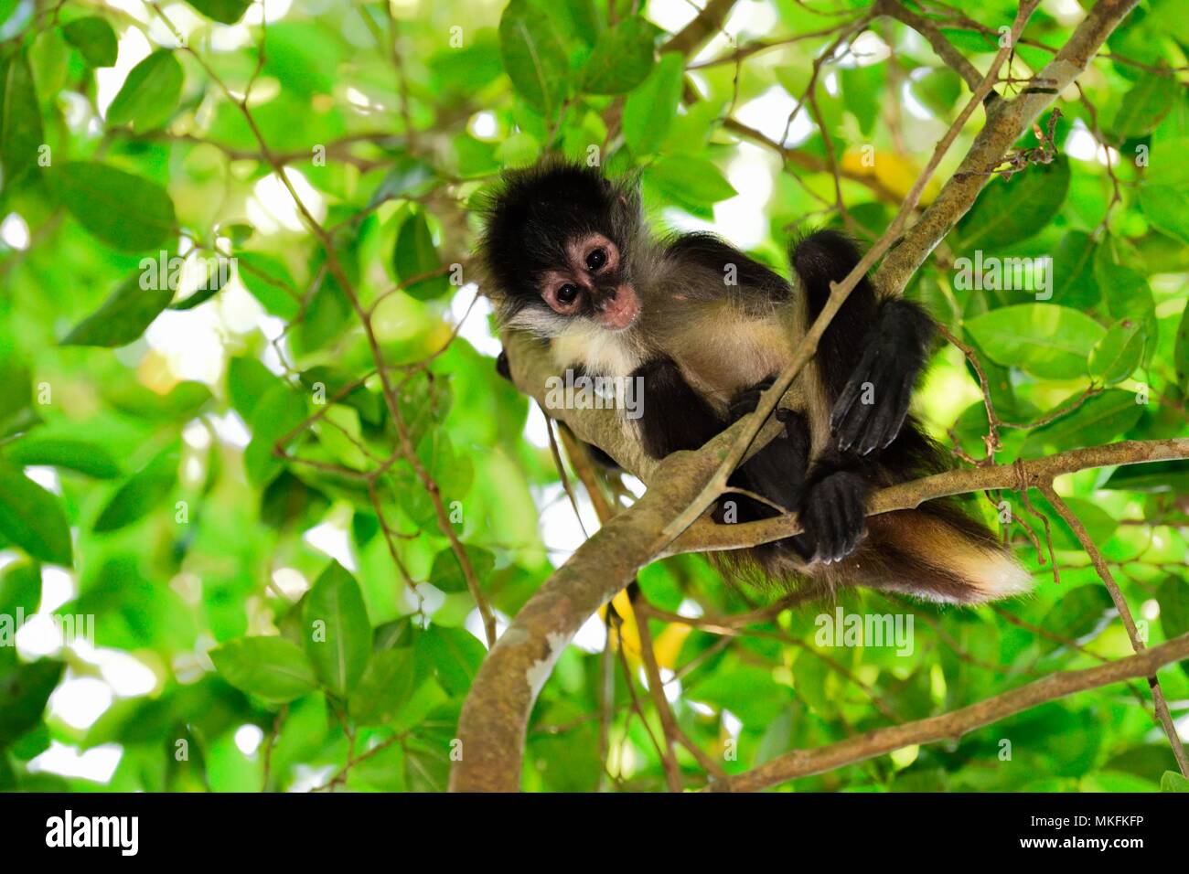 Central american spider monkey ateles geoffroyi hi-res stock ...