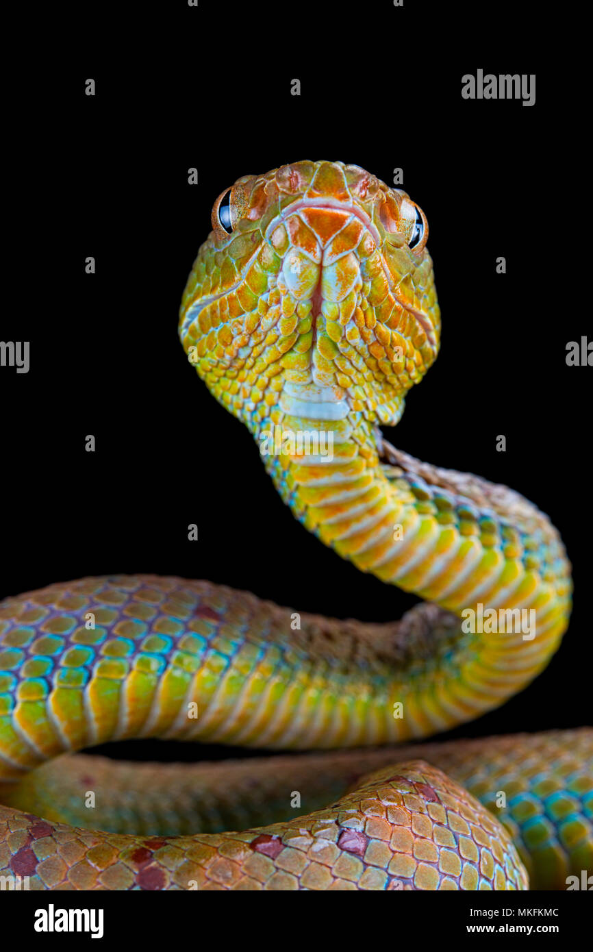 Philippines Pit Viper (Trimeresurus flavomaculatus) on black background ...