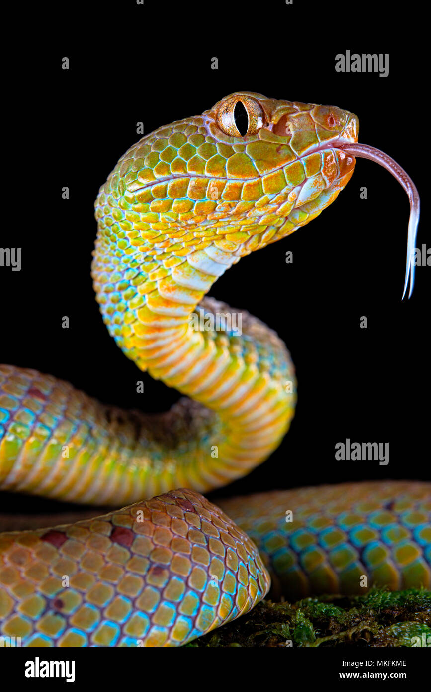 Philippines Pit Viper (Trimeresurus flavomaculatus) on black background ...