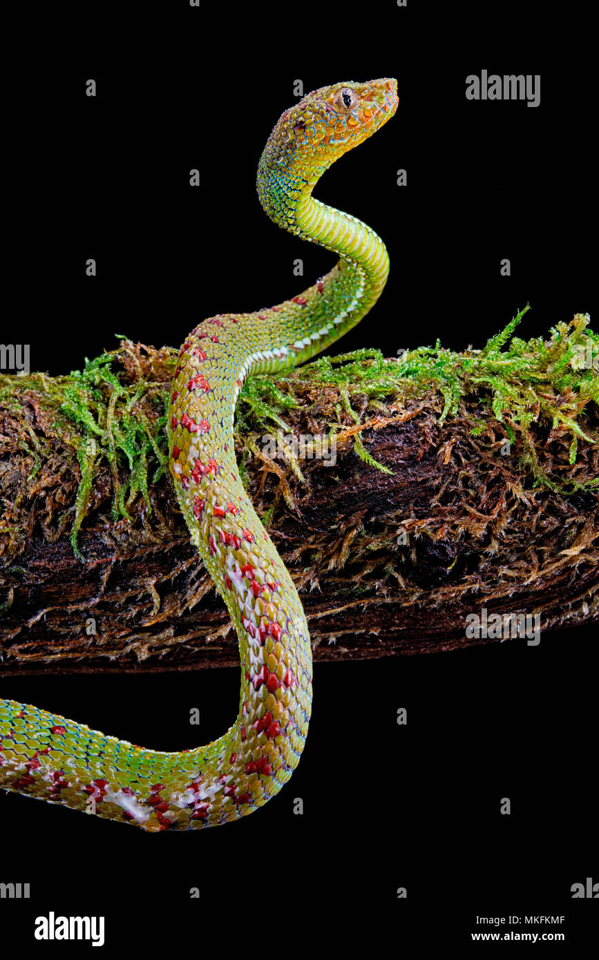 Philippines Pit Viper (Trimeresurus flavomaculatus) on black background ...