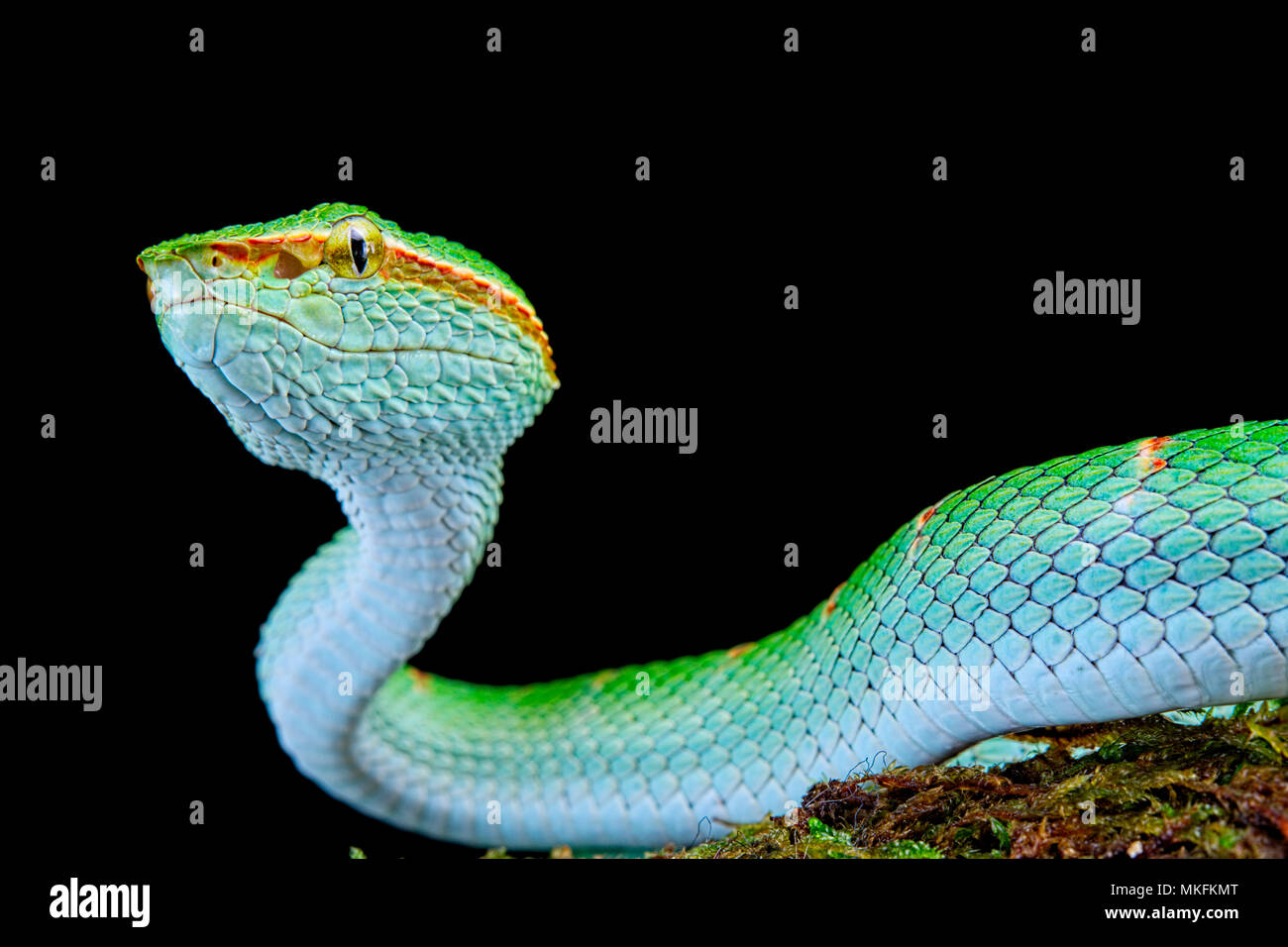 North philippine temple pit viper tropidolaemus subannulatus hi-res ...