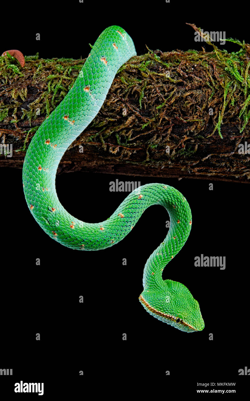 North philippine temple pit viper tropidolaemus subannulatus hi-res ...