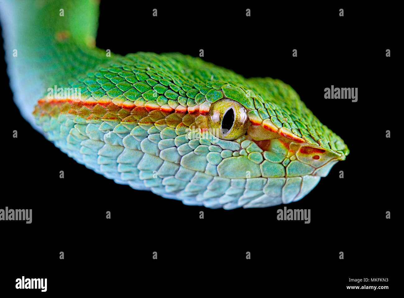 North philippine temple pit viper tropidolaemus subannulatus hi-res ...