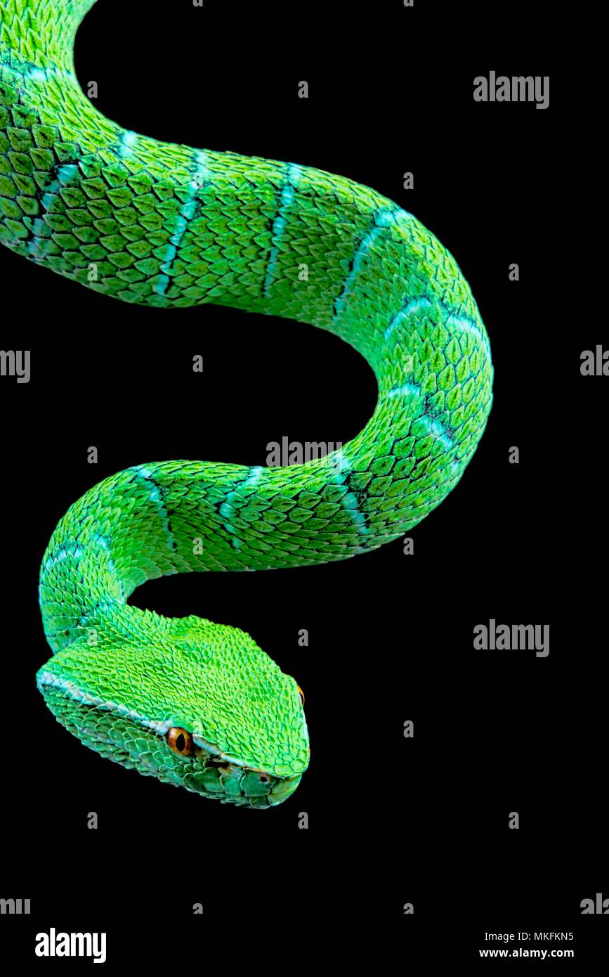 North Philippine Temple Pitviper (Tropidolaemus subannulatus) male on ...