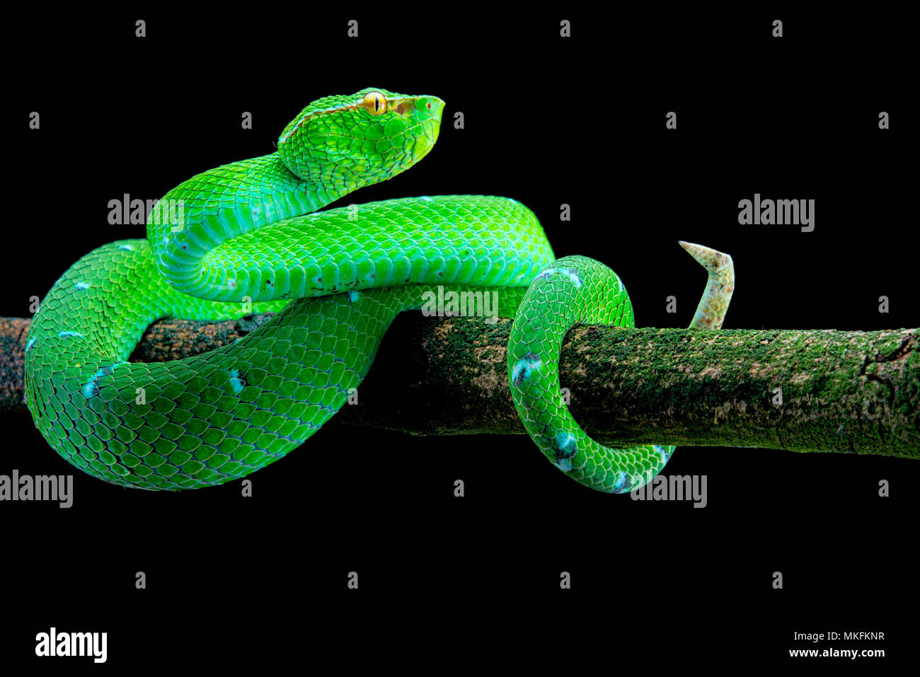 North philippine temple pit viper tropidolaemus subannulatus hi-res ...
