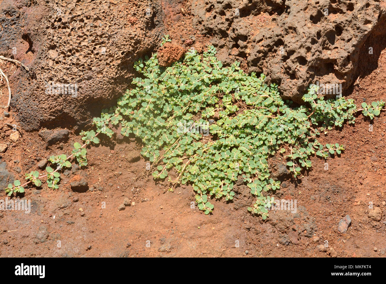Euphorbia serpens hi-res stock photography and images - Alamy