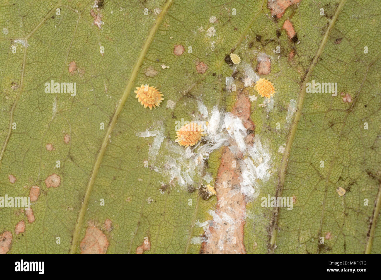 Coconut mealybug (Nipaecoccus nipae) introduced pest, Hanga Roa, Easter ...