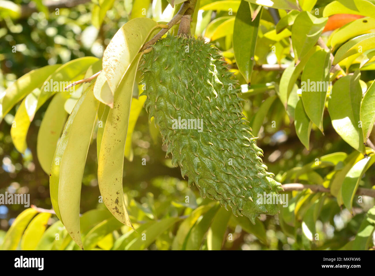 Annonaceae hi-res stock photography and images - Alamy