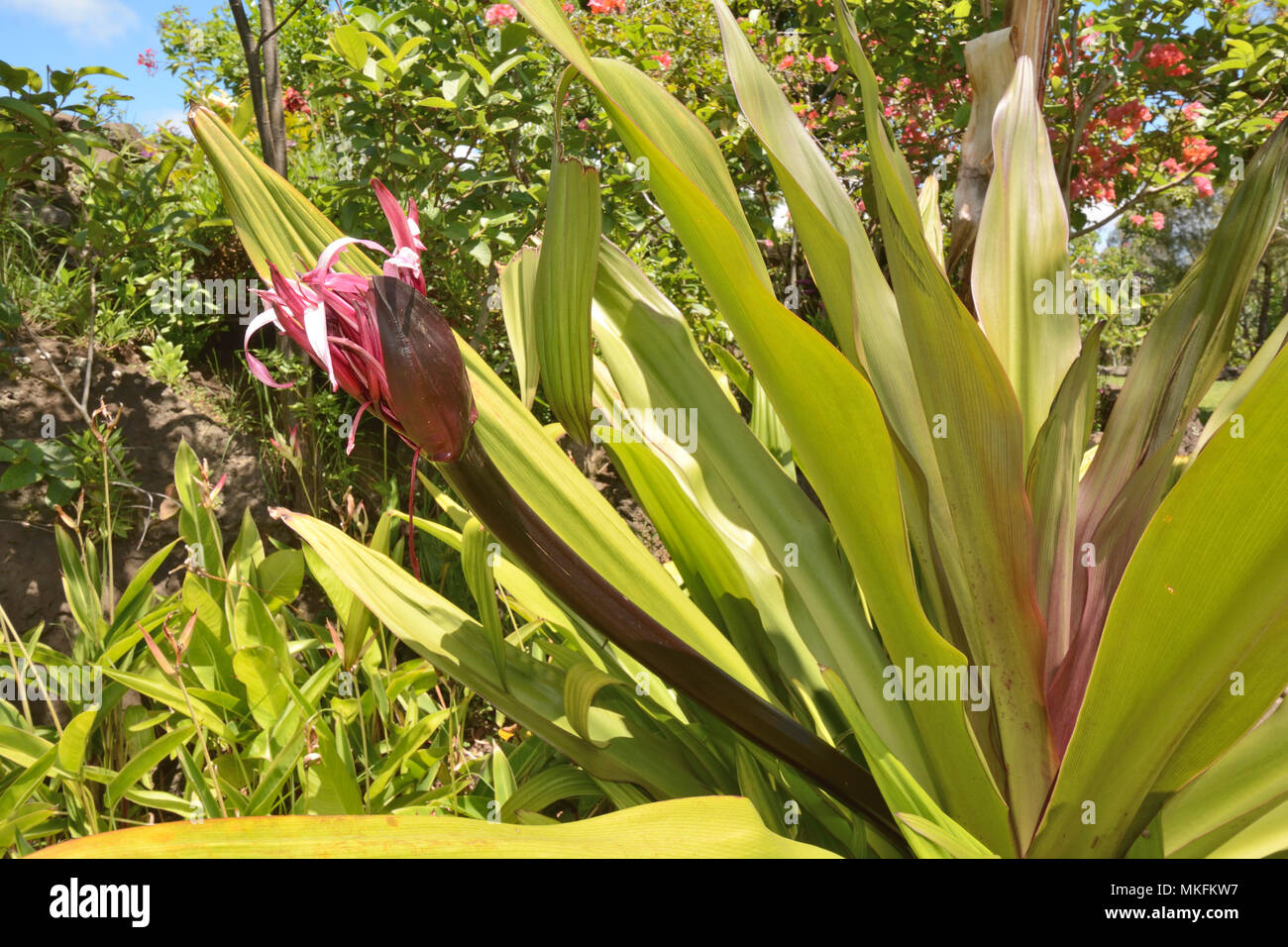 Giant spider lily (Crinum amabile) flower, Botanical Garden, Hanga Roa ...
