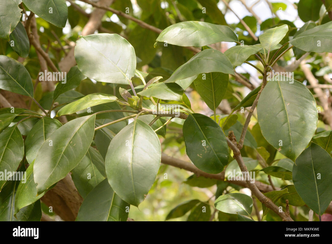 Solandra (Solandra nitida) leaves, Botanical Garden, Hanga Roa, Easter ...