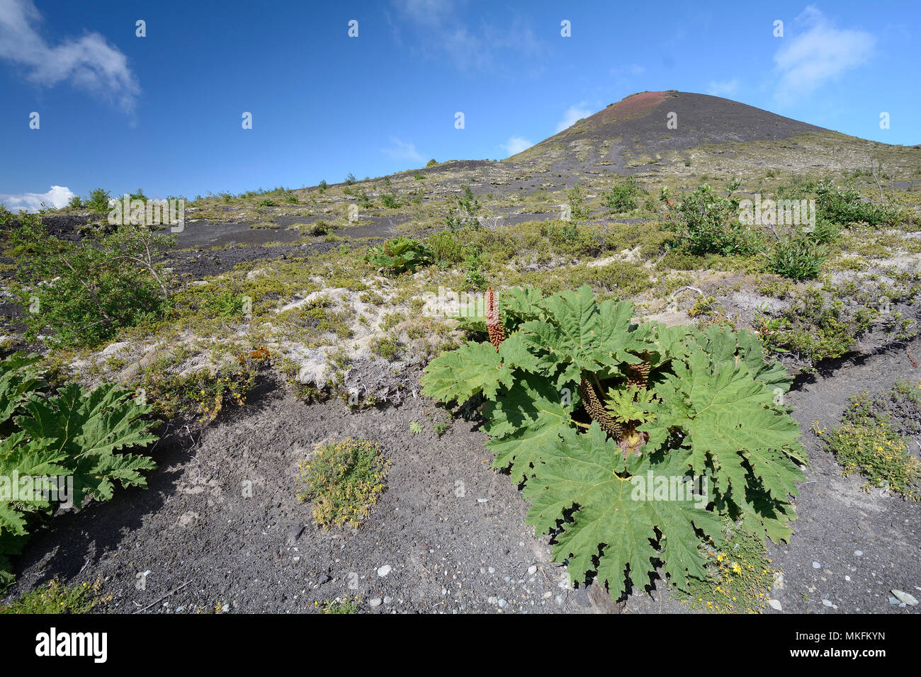 Gunnera chilensis hi-res stock photography and images - Alamy