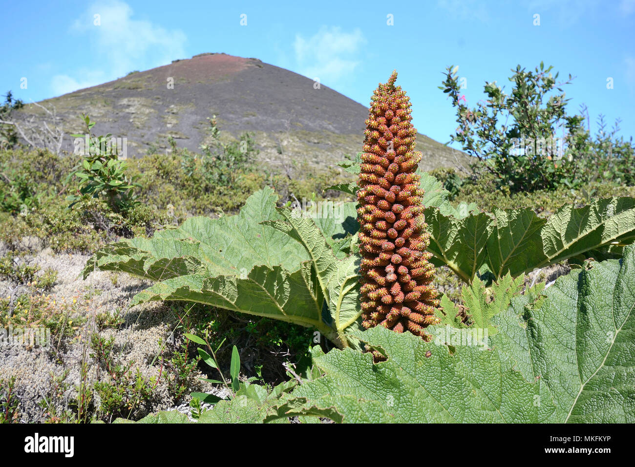 Gunnera Chilensis Stock Photos & Gunnera Chilensis Stock Images - Alamy