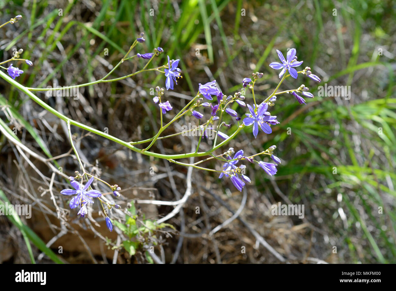 Azulillo (Pasithea coerulea), Asphodelaceae endemic to Chile and Peru ...