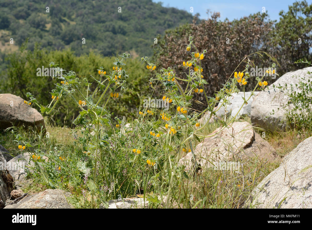 Loasaceae Family High Resolution Stock Photography and Images - Alamy