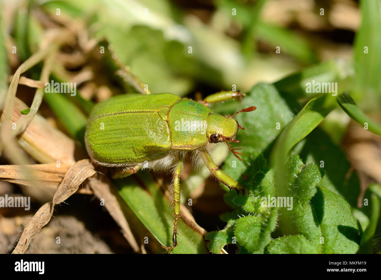 Rutelidae High Resolution Stock Photography and Images - Alamy